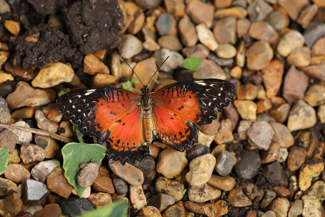 Mariposa Primavera Bosque Nuevo - Foto gratis en Pixabay - Pixabay