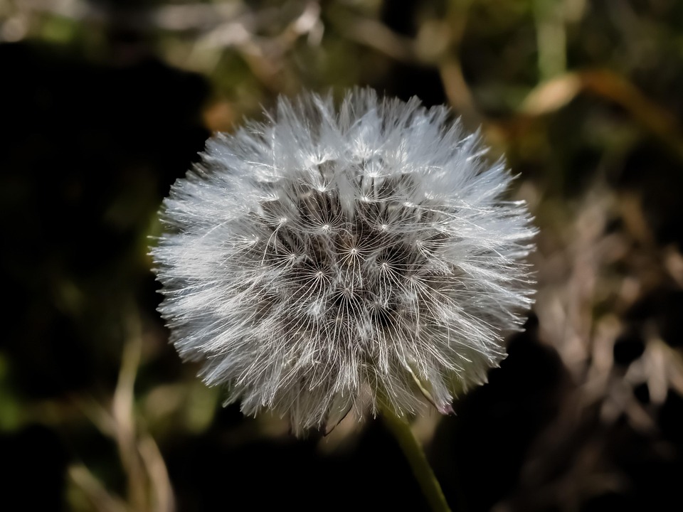 Plant Nature Fragile - Free photo on Pixabay