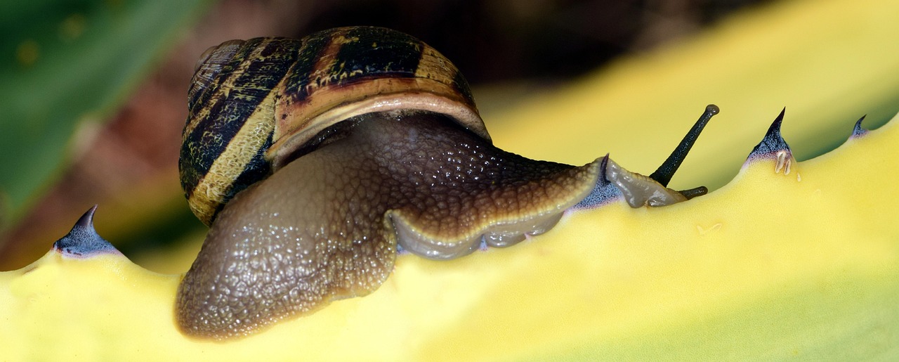 Escargot Coquille Fermer La - Photo gratuite sur Pixabay - Pixabay