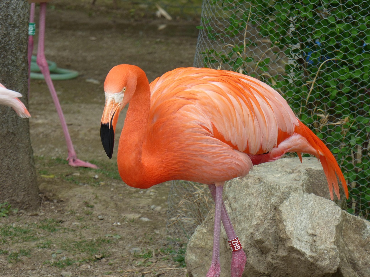 Greater Flamingo Alam Kebun - Foto gratis di Pixabay - Pixabay