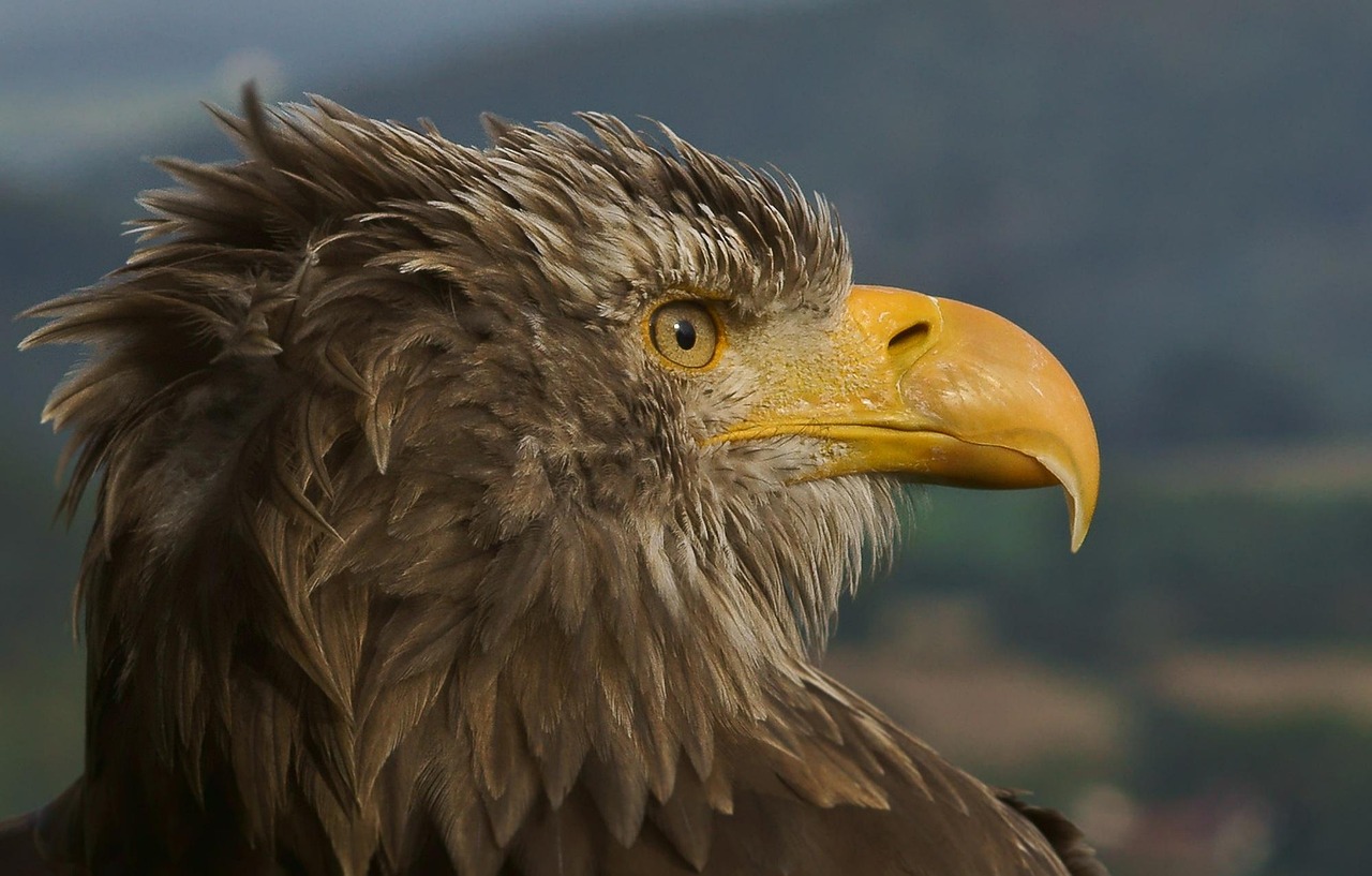 Eagle Giant Spotted Birds Of - Free photo on Pixabay - Pixabay