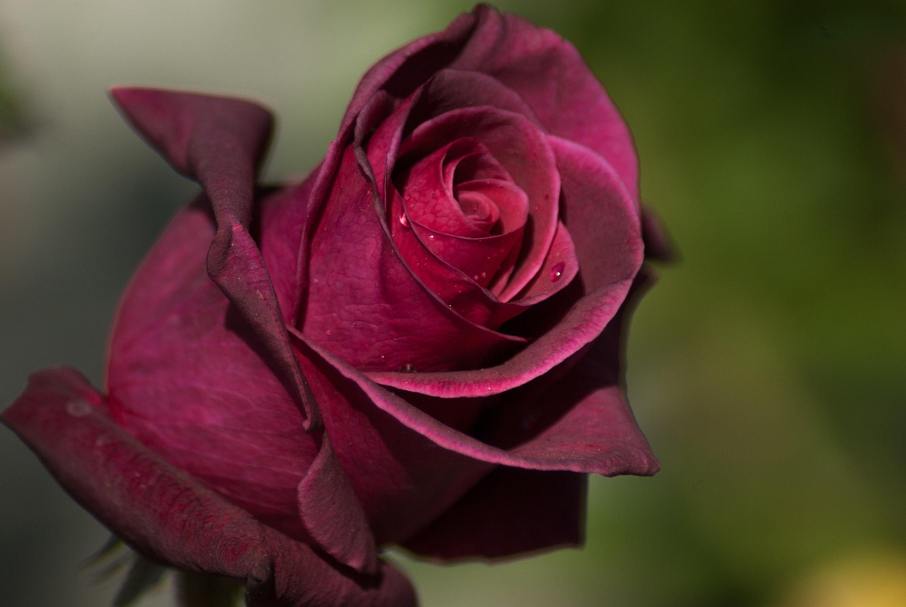 Plus de 400 000 images de Fleur Eclosion et de Fleur - Pixabay