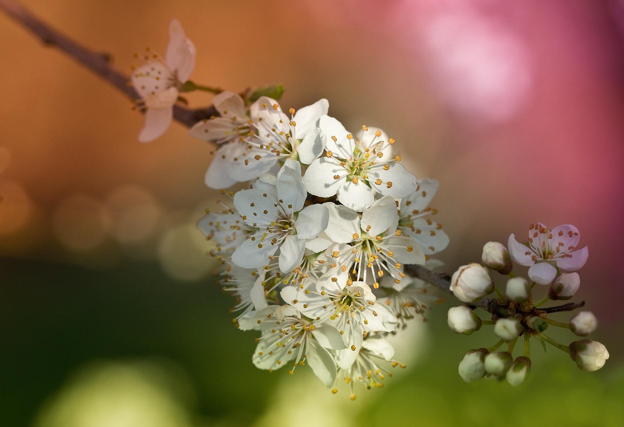 Flores De Frutas Primavera - Foto gratis en Pixabay