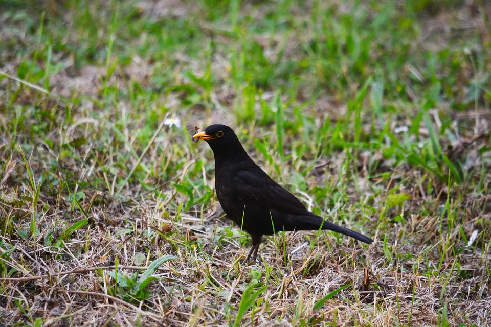 Bird Blackbird Nature - Free photo on Pixabay