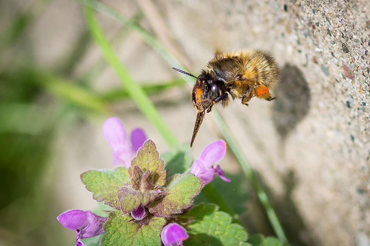 Bumblebee Acker Hummel Blossom - Free photo on Pixabay - Pixabay