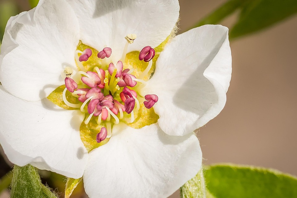 Pear Blossom Bloom - Free photo on Pixabay - Pixabay