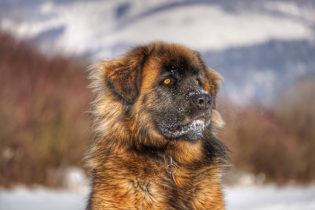 Leonberger With Baby