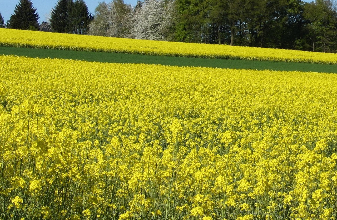 สาขา Rapeseeds การข่มขืน สนาม - ภาพฟรีบน Pixabay - Pixabay