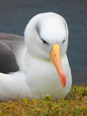 30+ Free Albatross & Bird Images