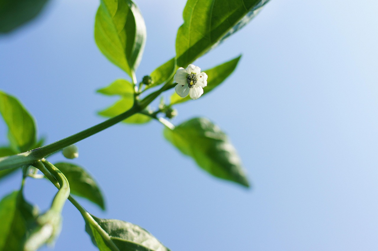 Flower Pepper Nature - Free photo on Pixabay - Pixabay
