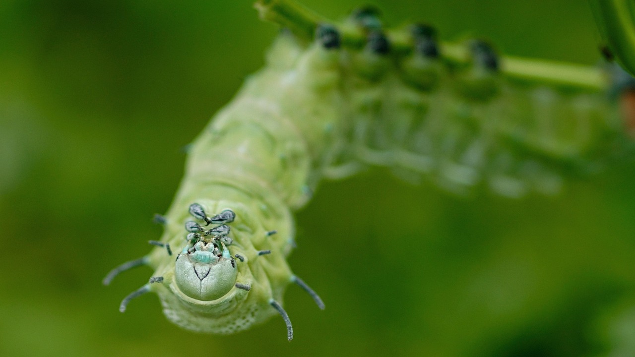 100,000+ Free Caterpillar Art & Caterpillar Images - Pixabay