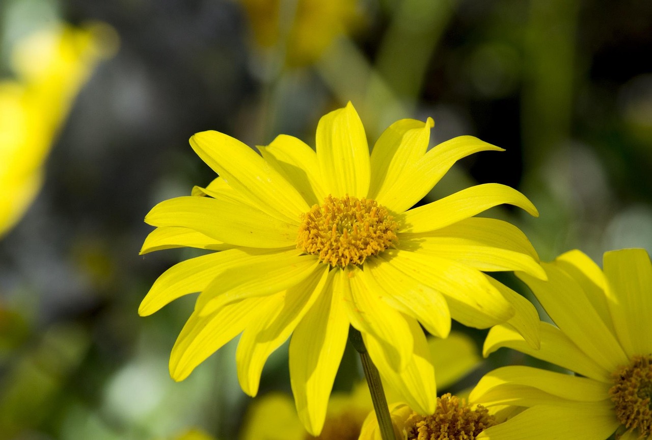 Flower Flowers Nature Yellow - Free photo on Pixabay - Pixabay