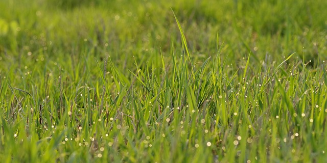 Halaman Rumput Padang Embun - Foto gratis di Pixabay - Pixabay