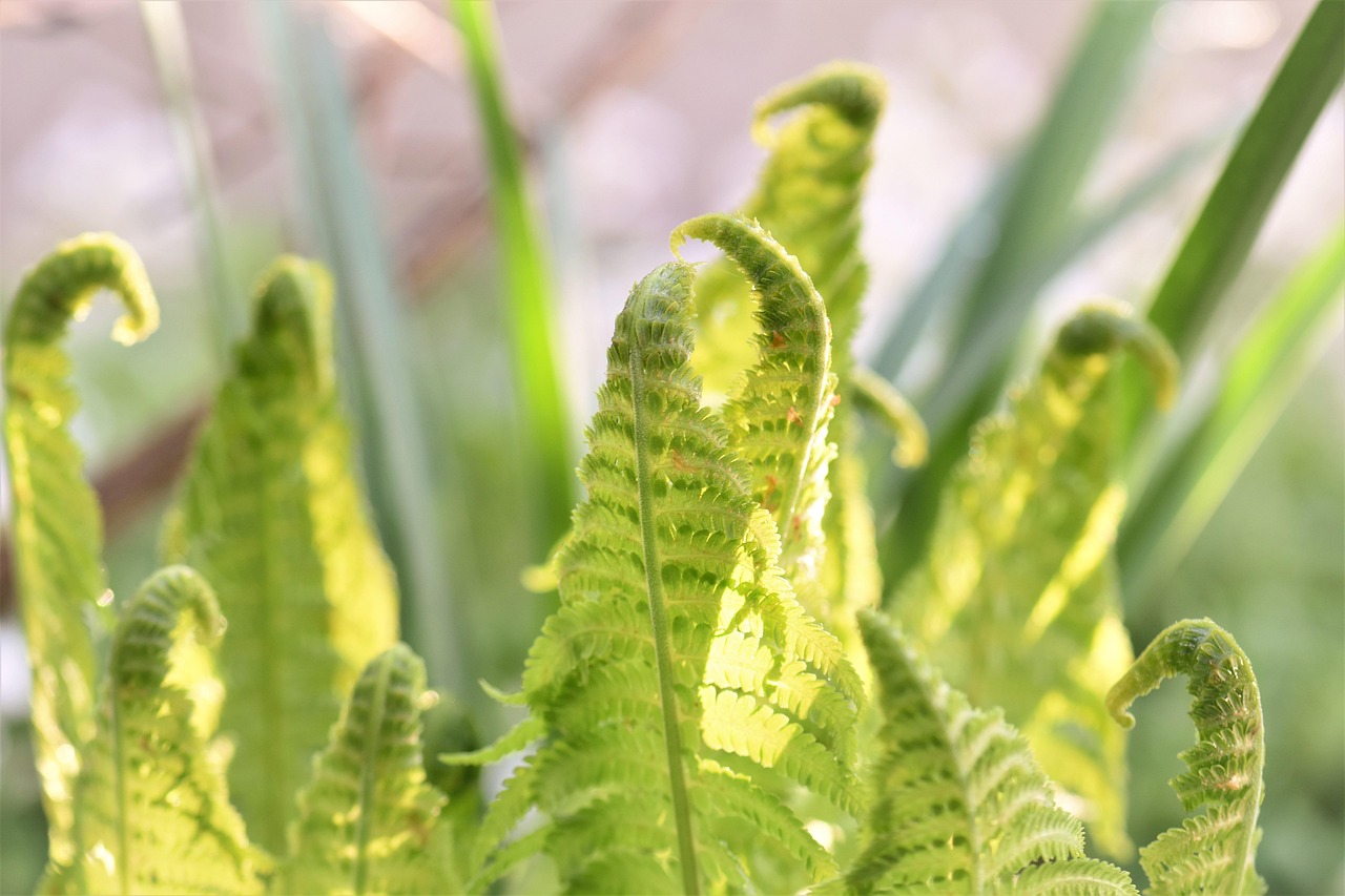 Samambaia Plantar Natureza - Foto gratuita no Pixabay - Pixabay