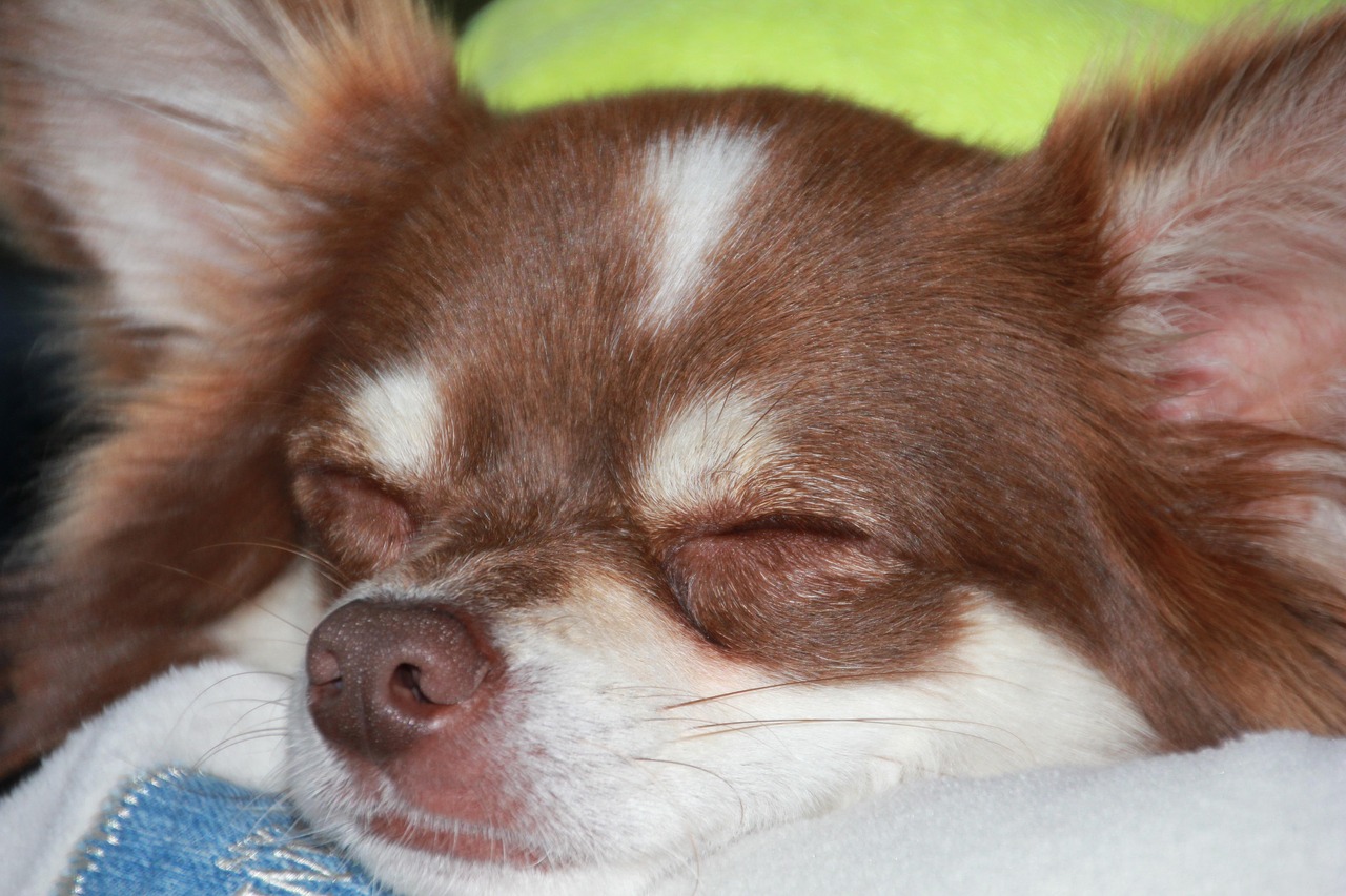 Cachorro Animal Doméstico - Foto gratuita no Pixabay - Pixabay