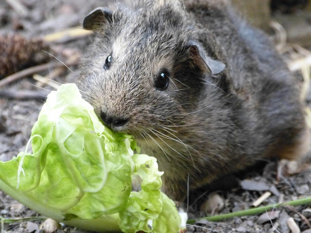Guinea Pig Domestic Animal Rodent - Free photo on Pixabay - Pixabay