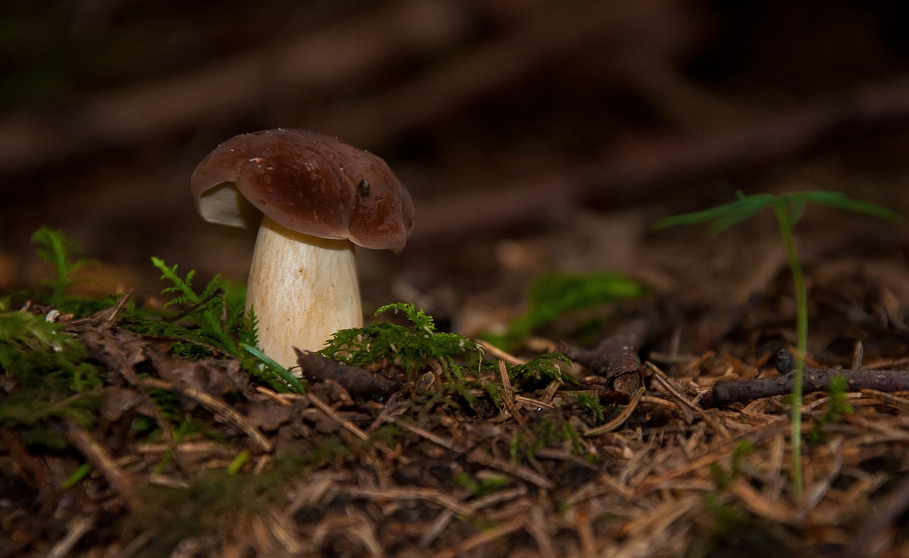 Peste 500 de imagini gratuite cu Boletus Edulis și Boletus - Pixabay
