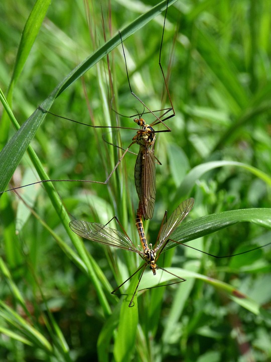 Nephrotoma Quadrifaria Típula - Pixabay의 무료 사진