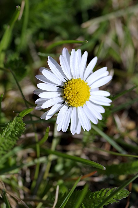 Daisy Single Flower - Free photo on Pixabay - Pixabay