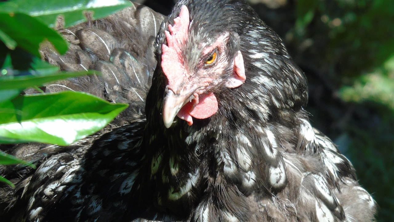Pollo Aves De Corral Gallina - Foto gratis en Pixabay - Pixabay