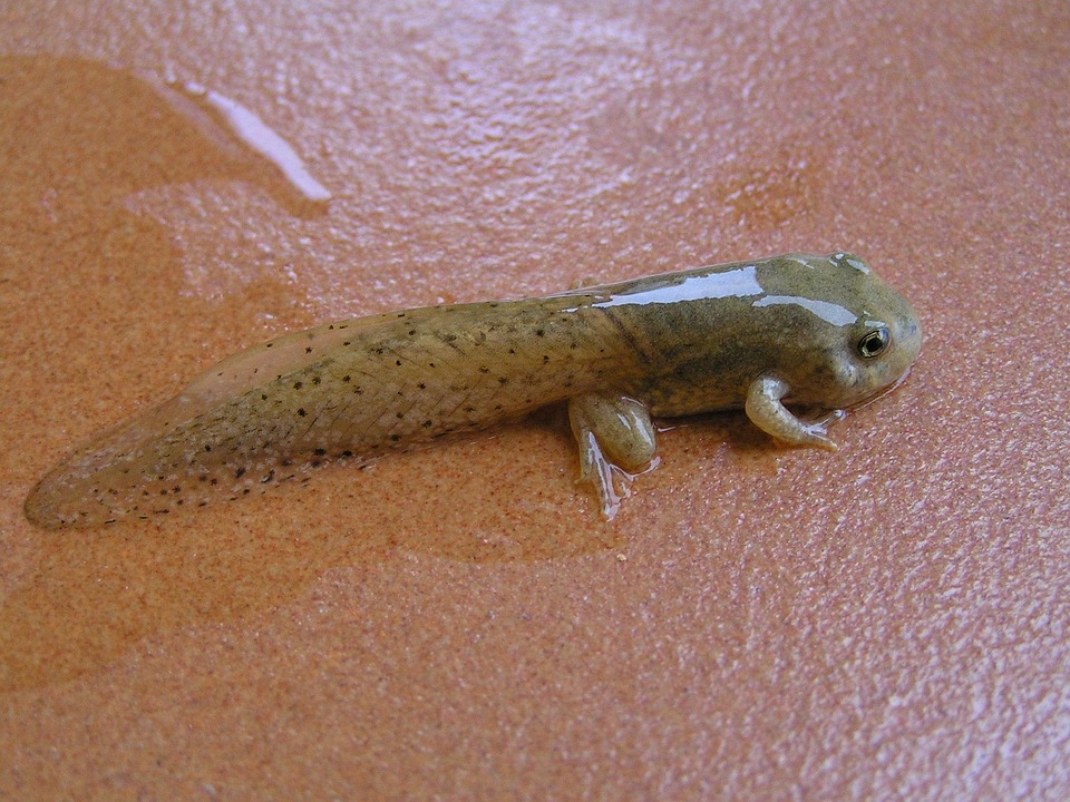 Kaulquappe Frosch Kostenloses Foto Auf Pixabay Kaulquappe Frosch Kostenloses Foto Auf Pixabay