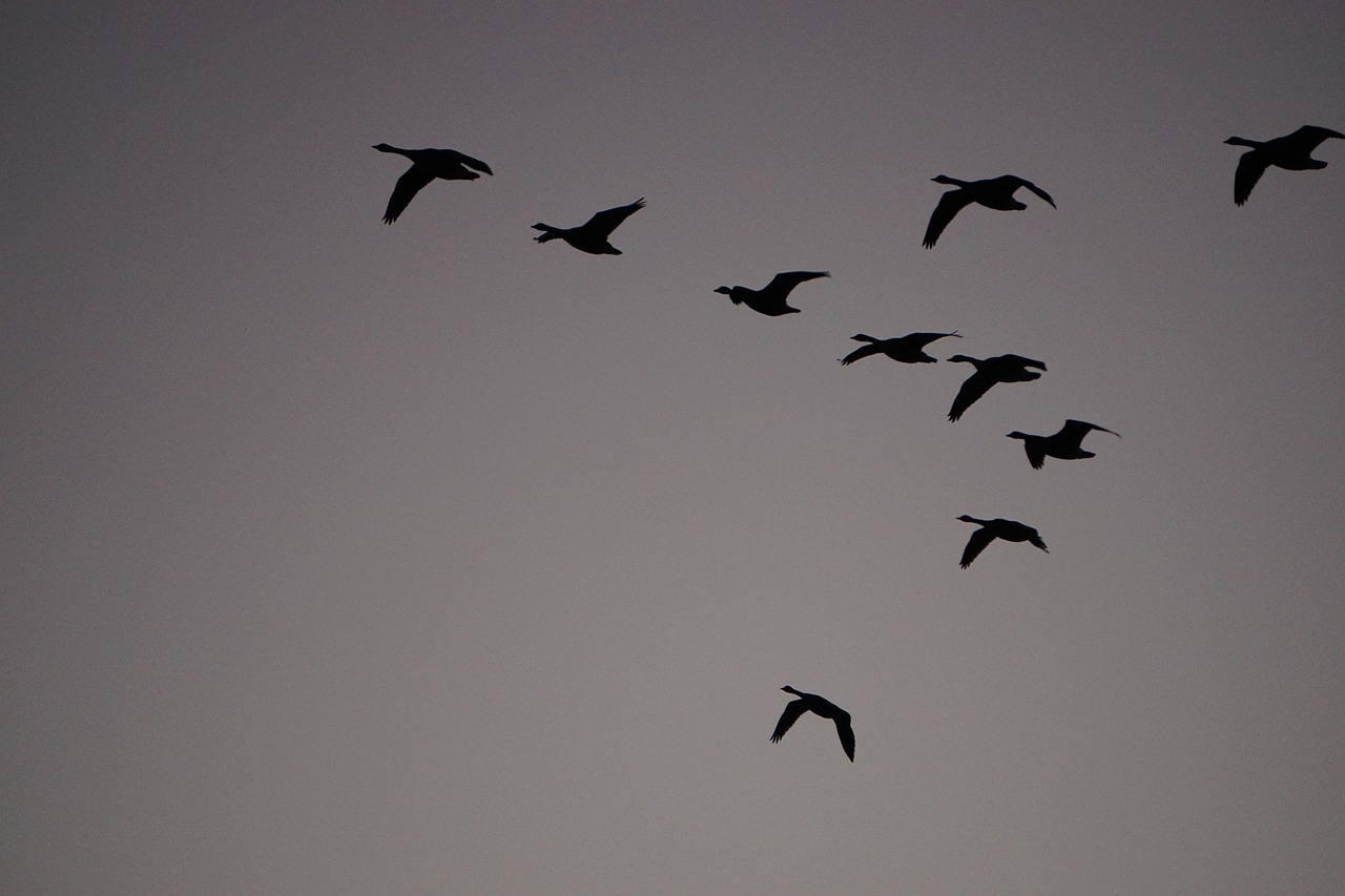 Wild Geese Heaven Flying - Free photo on Pixabay - Pixabay