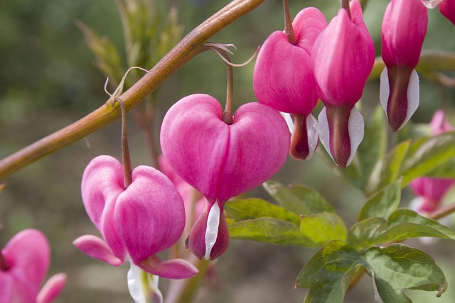 Fleur Cœur Coeur Qui Pleure - Photo gratuite sur Pixabay - Pixabay
