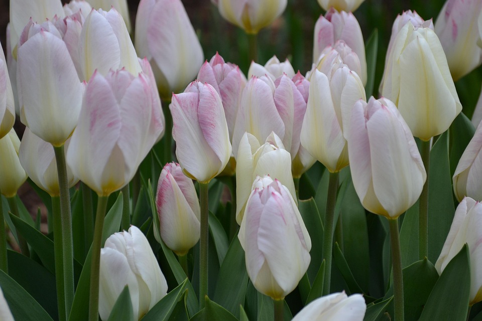 Tulips Nature Spring - Free photo on Pixabay - Pixabay