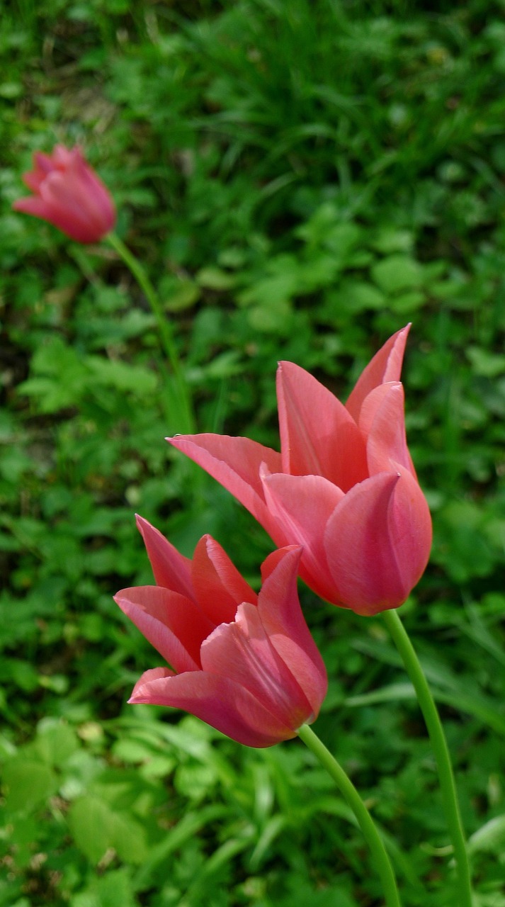 Buka Tulip Merah Muda Garde - Foto gratis di Pixabay - Pixabay