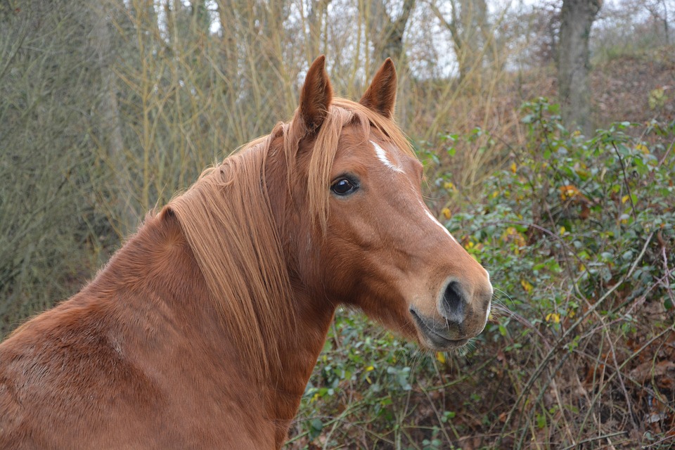 Caballo Equinos Animal - Foto gratis en Pixabay - Pixabay