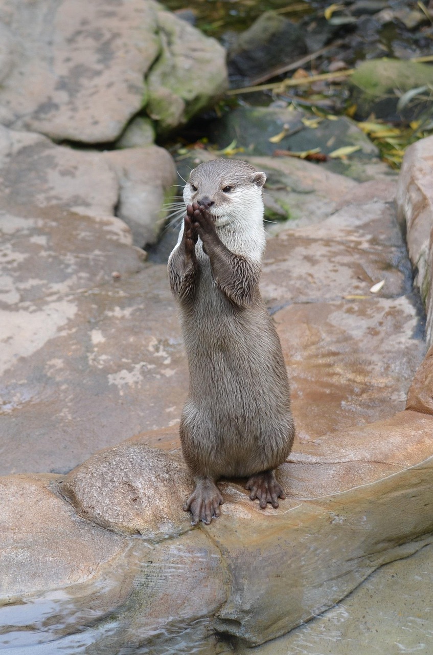 500+ Free Otter & Nature Images - Pixabay