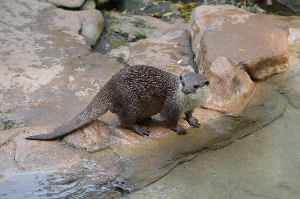 Animal Mammal Eating - Free photo on Pixabay