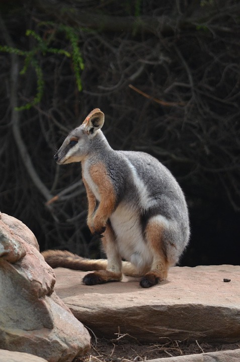 Animal Mamífero Natureza Animais - Foto gratuita no Pixabay