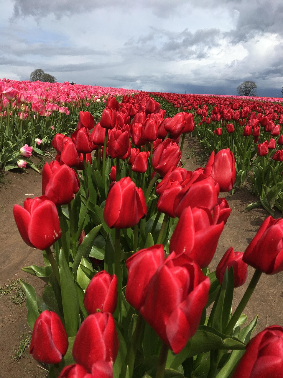 Tulipa Vermelho Primavera - Foto gratuita no Pixabay - Pixabay
