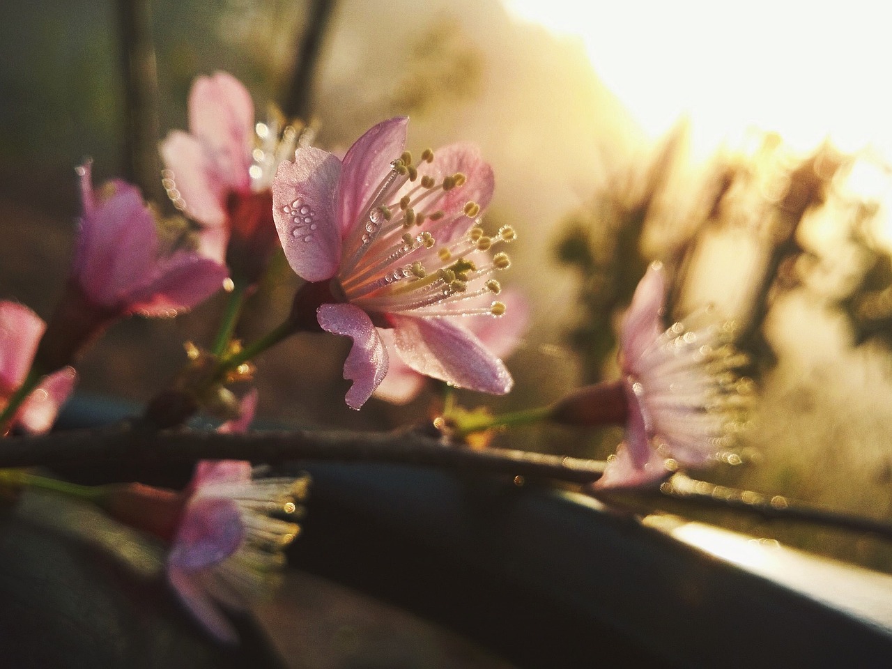 Cherry Blossom Flower Pretty - Free photo on Pixabay - Pixabay