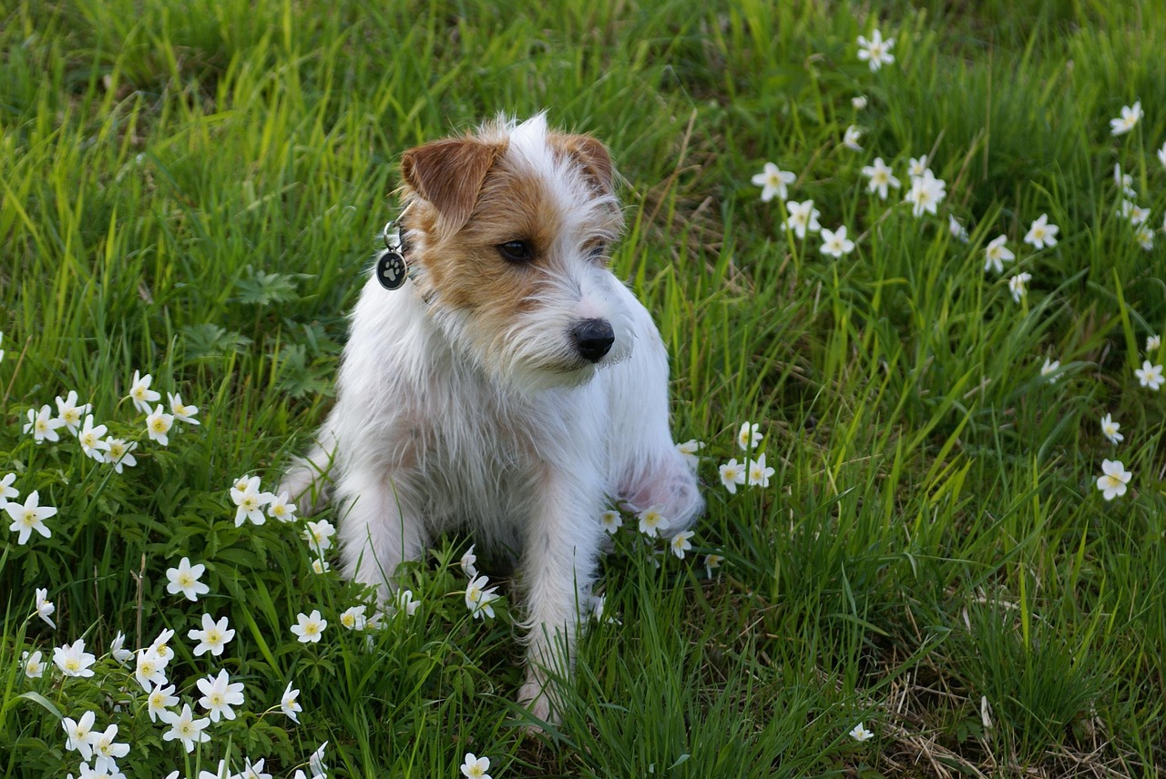 Domestic Dog Spring - Free photo on Pixabay - Pixabay