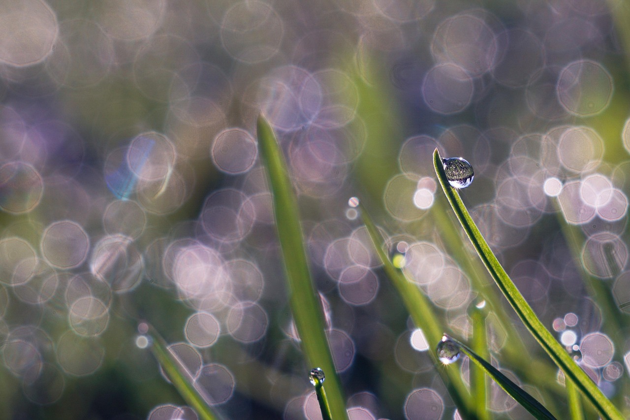 Dew Green Grass Bokeh Free Photo On Pixabay Pixabay