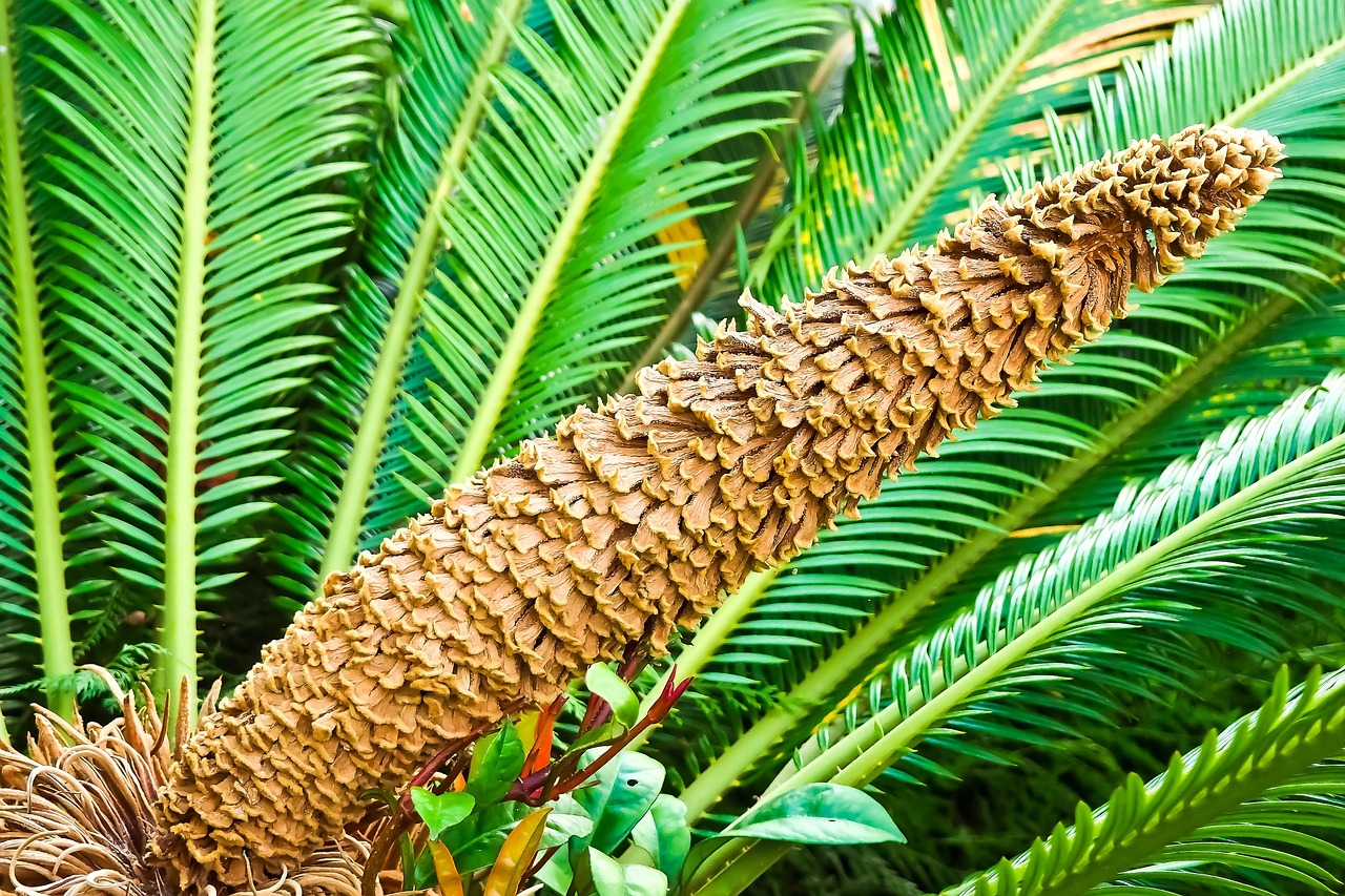 Cycad Fern Seed Stand - Free photo on Pixabay