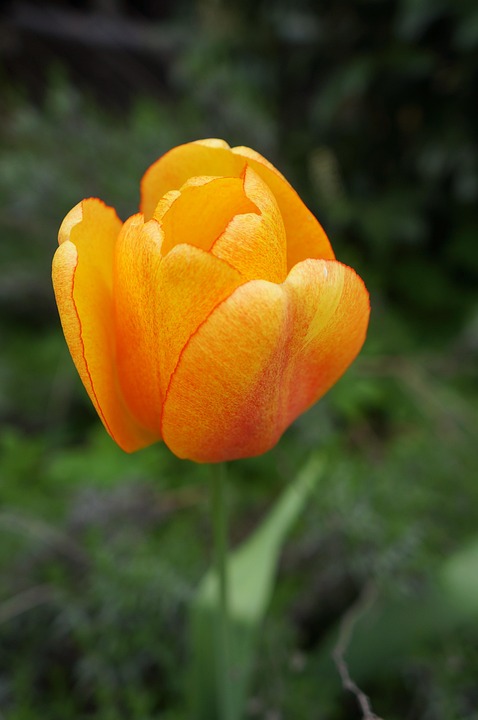 Tulipe Fleur Orange Fleurs De - Photo gratuite sur Pixabay