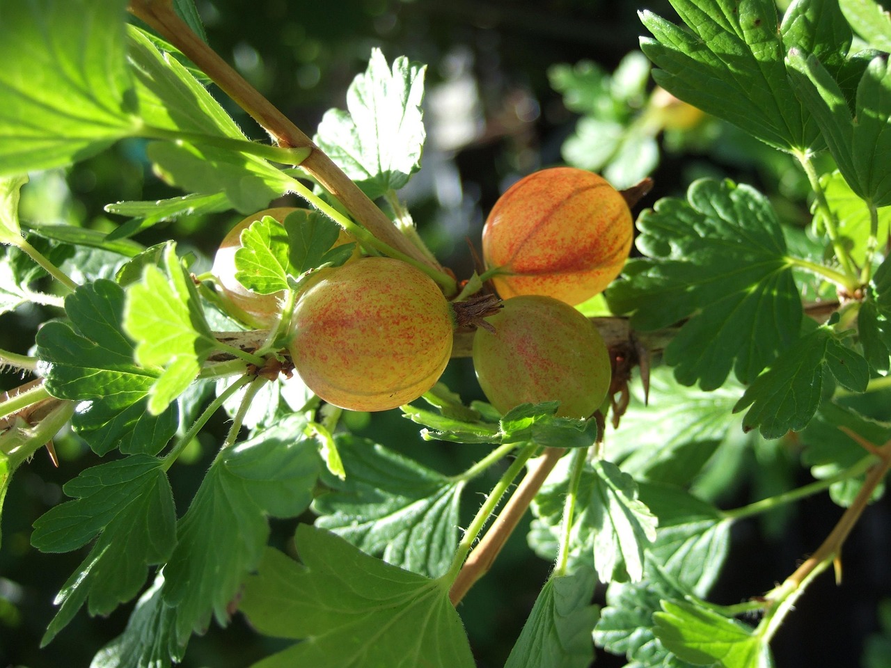 Plant Gooseberry Gooseberries - Free photo on Pixabay - Pixabay
