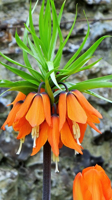 Inverted Tulip Crown Imperial - Free photo on Pixabay