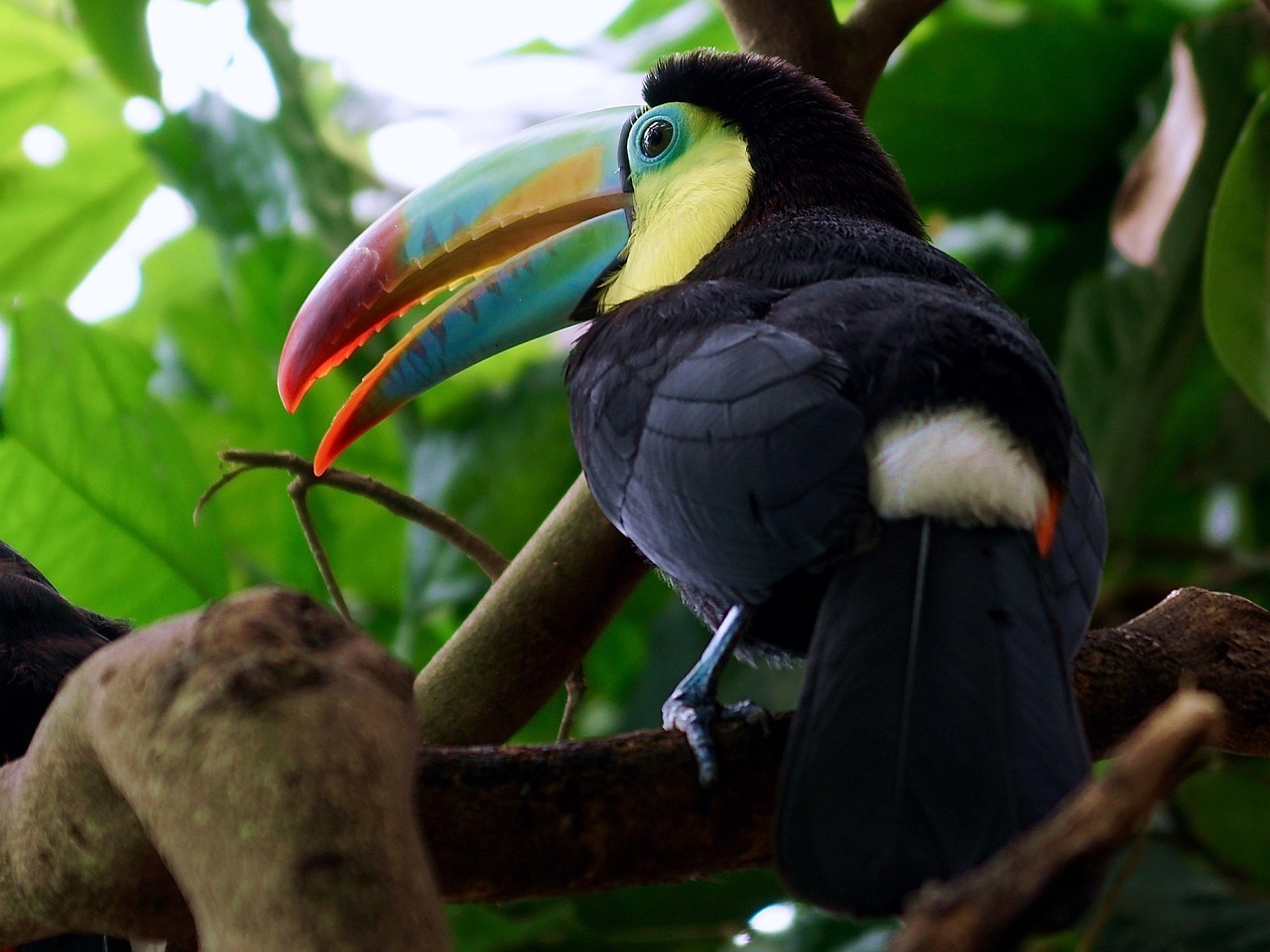 400 Free Toucans Nature Images Pixabay 400 Free Toucans Nature Images Pixabay