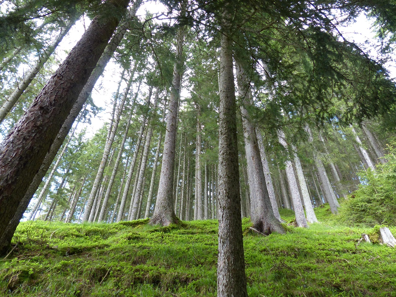 Forêt Des Arbres La Nature - Photo gratuite sur Pixabay - Pixabay