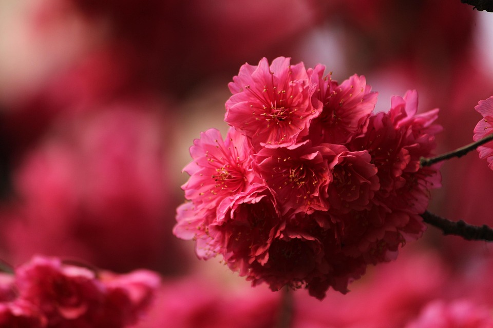 Rojo Flor De Cereza El Frío La - Foto gratis en Pixabay - Pixabay