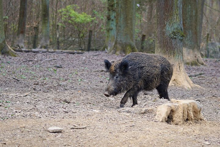 Plus de 800 images de Sanglier et de Porc