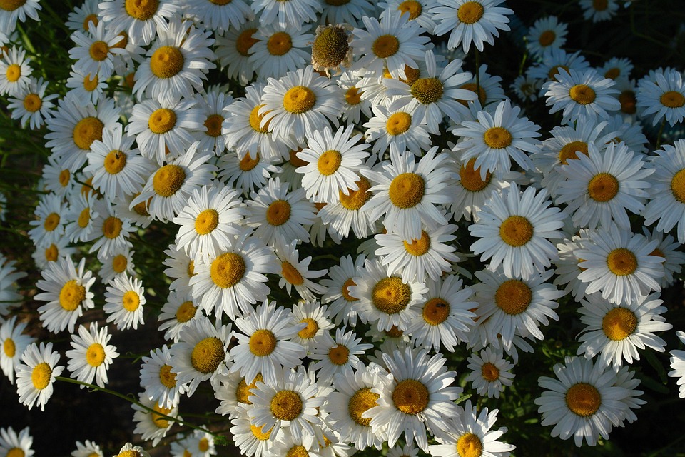 Chamomile Flower Flowers - Free photo on Pixabay - Pixabay
