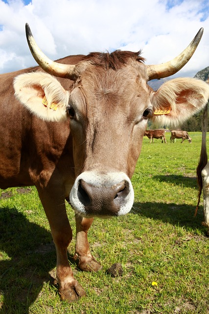 Bovino Cow Animals - Free photo on Pixabay - Pixabay