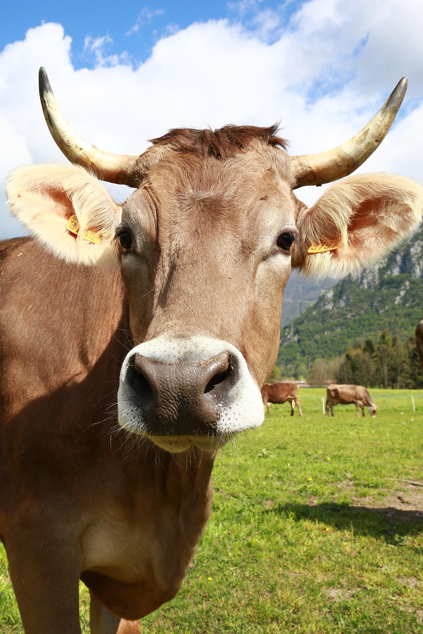 1,000+ Free Faenado Bovino & Cow Images - Pixabay