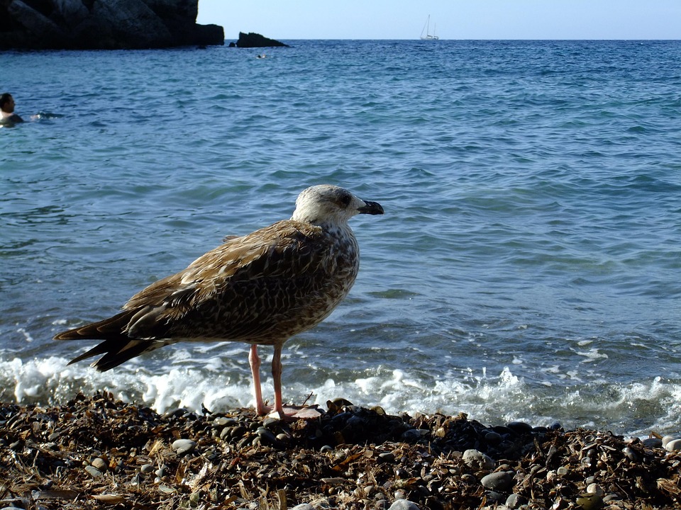 Mouette Plage - Photo gratuite sur Pixabay - Pixabay