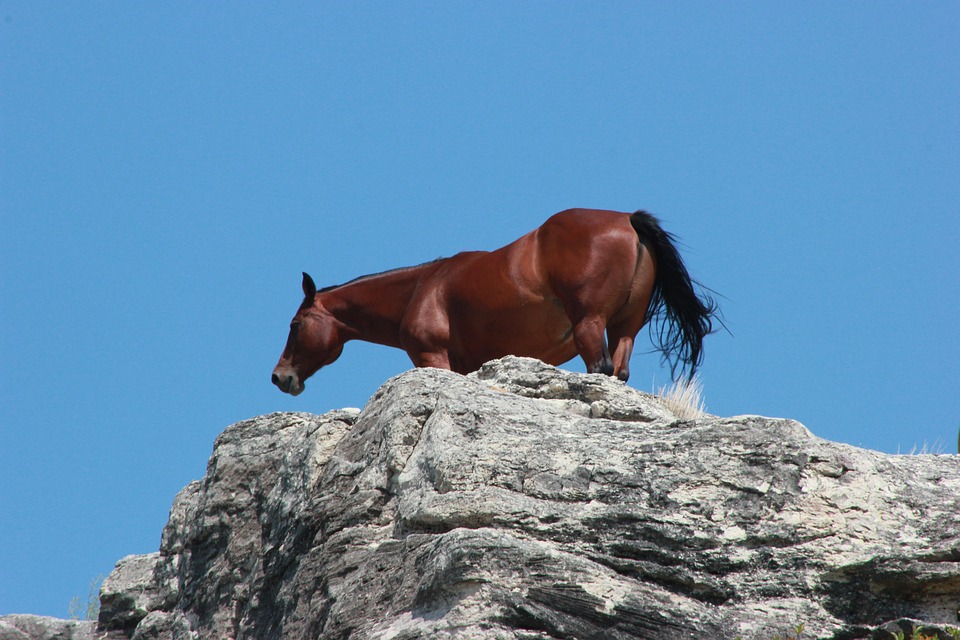Caballo Animal Criar - Foto gratis en Pixabay - Pixabay